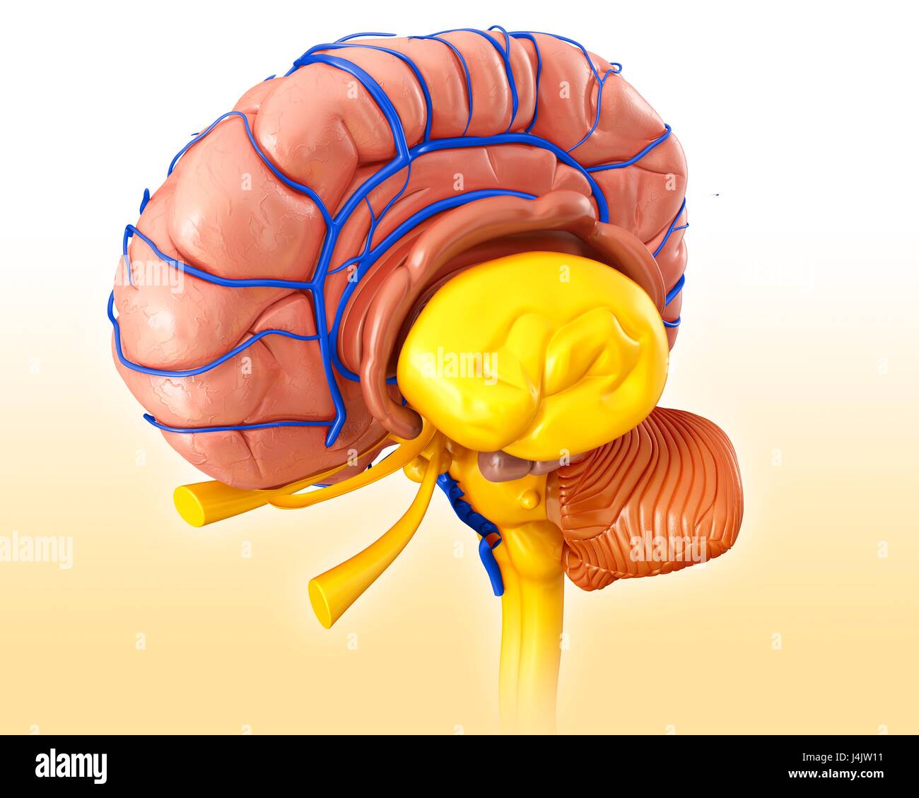 Illustrazione dell'anatomia del cervello umano e le sue vene Foto stock ...