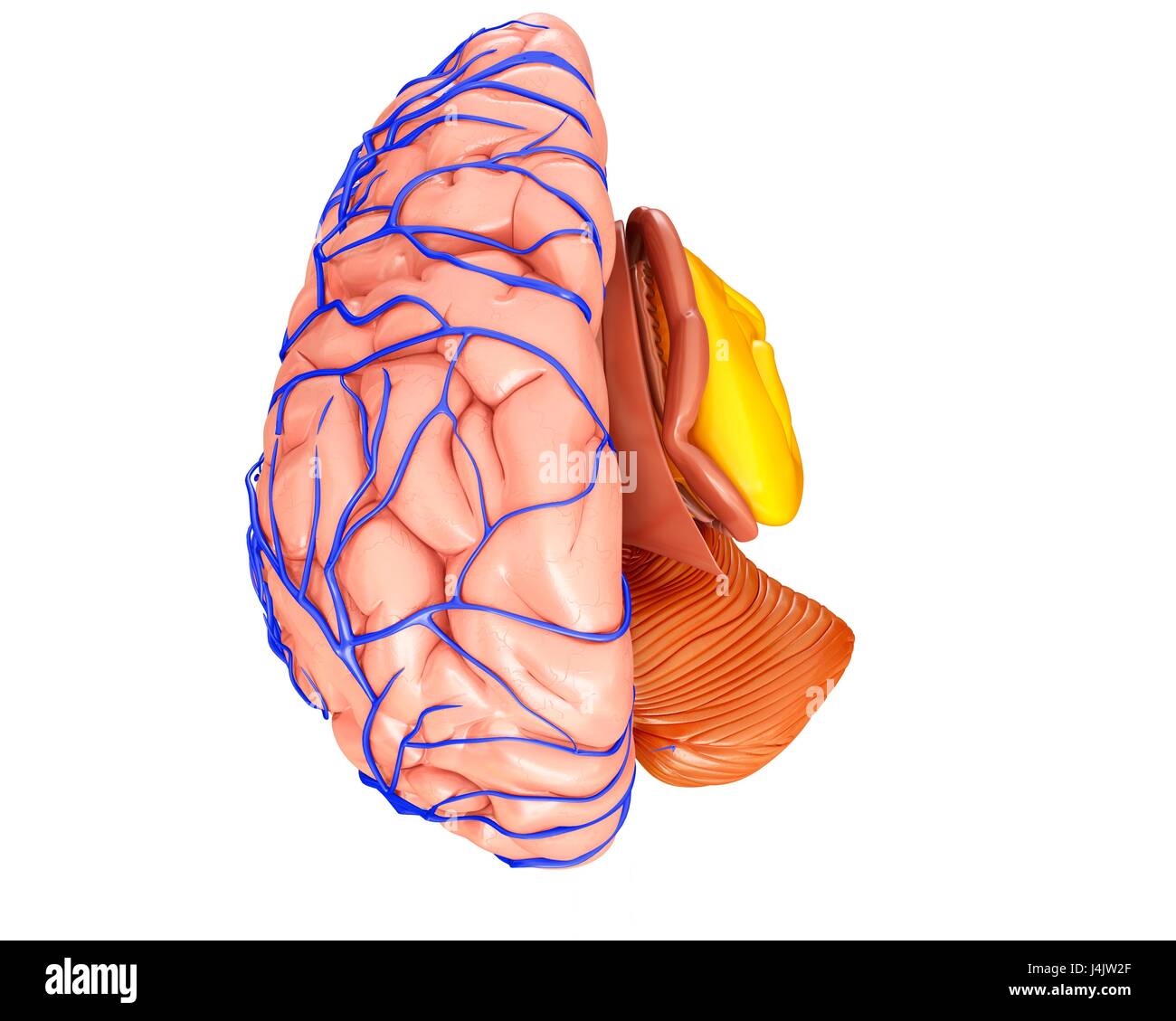 Illustrazione dell'anatomia del cervello umano e le sue vene Foto stock ...