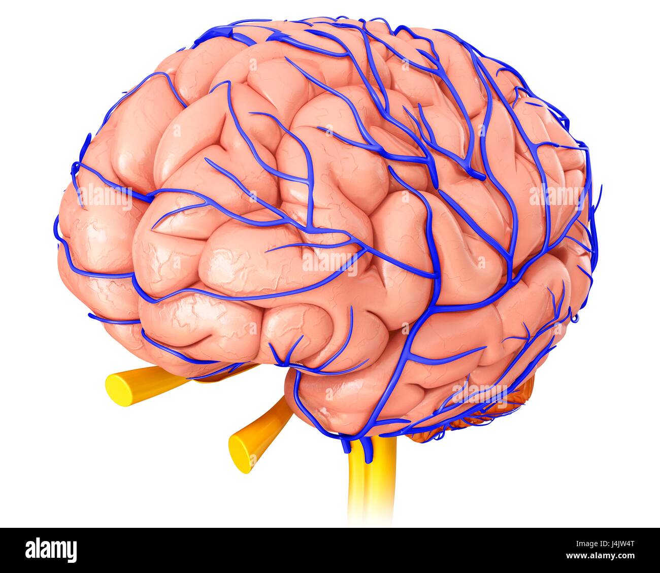 Illustrazione dell'anatomia del cervello umano e le sue vene Foto stock ...