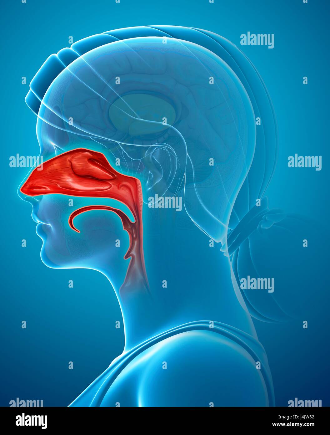 Quali sono le cavità nasali Immagini e Fotos Stock - Alamy