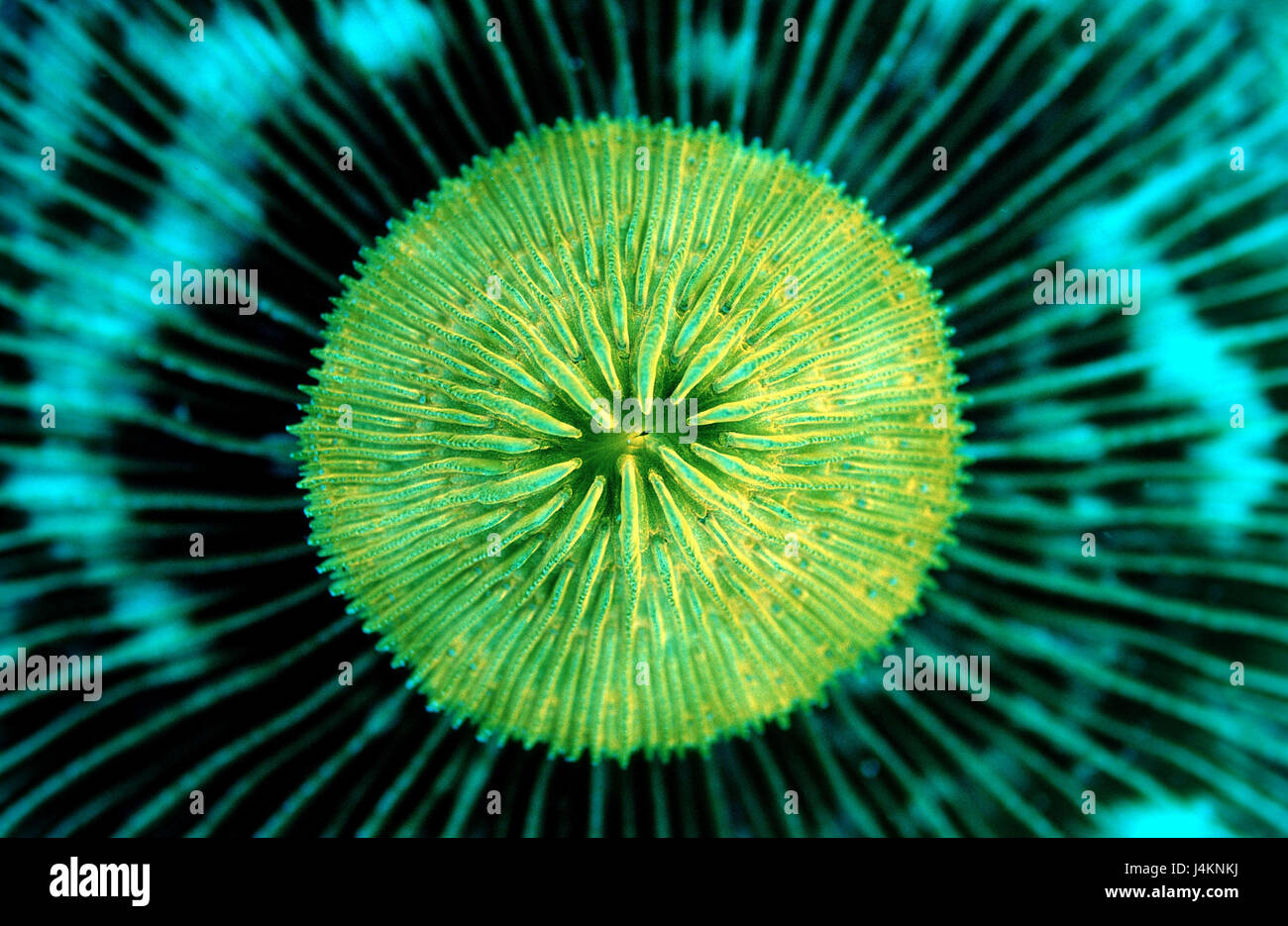 Corallo Fluorescente Fungo Immagini E Fotografie Stock Ad Alta