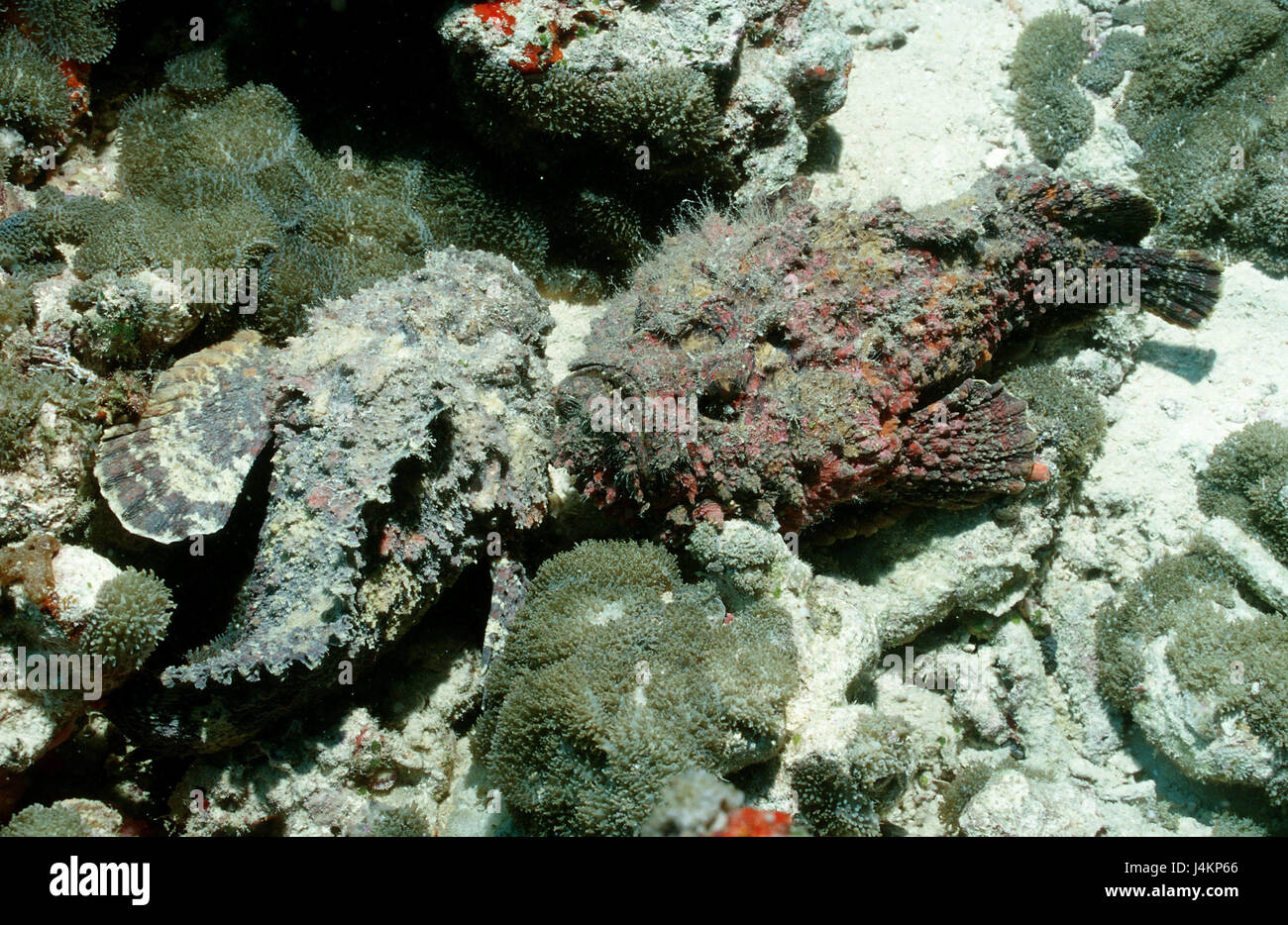 Pesce pietra immagini e fotografie stock ad alta risoluzione - Alamy