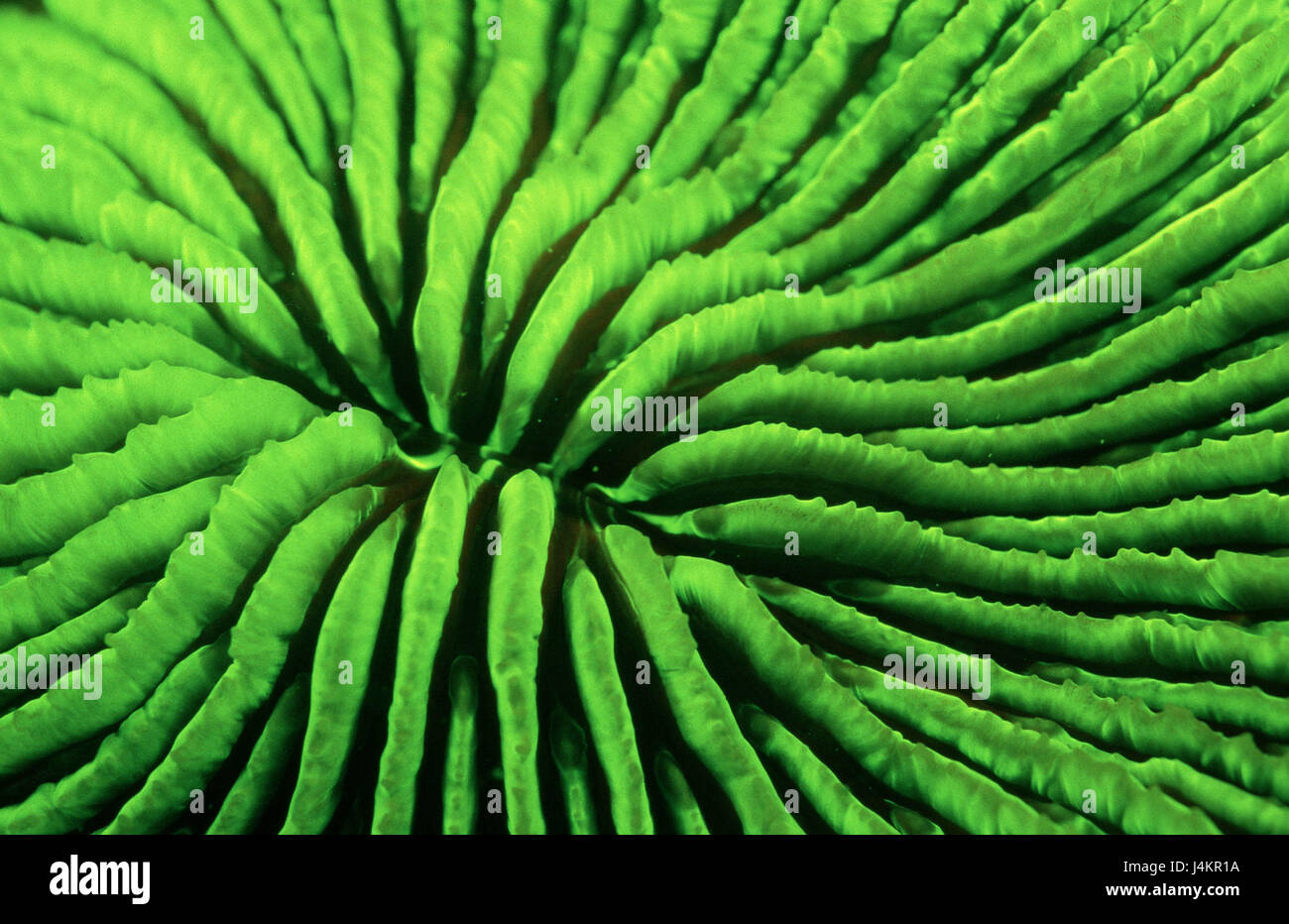 Corallo di funghi fluorescenti immagini e fotografie stock ad alta ...