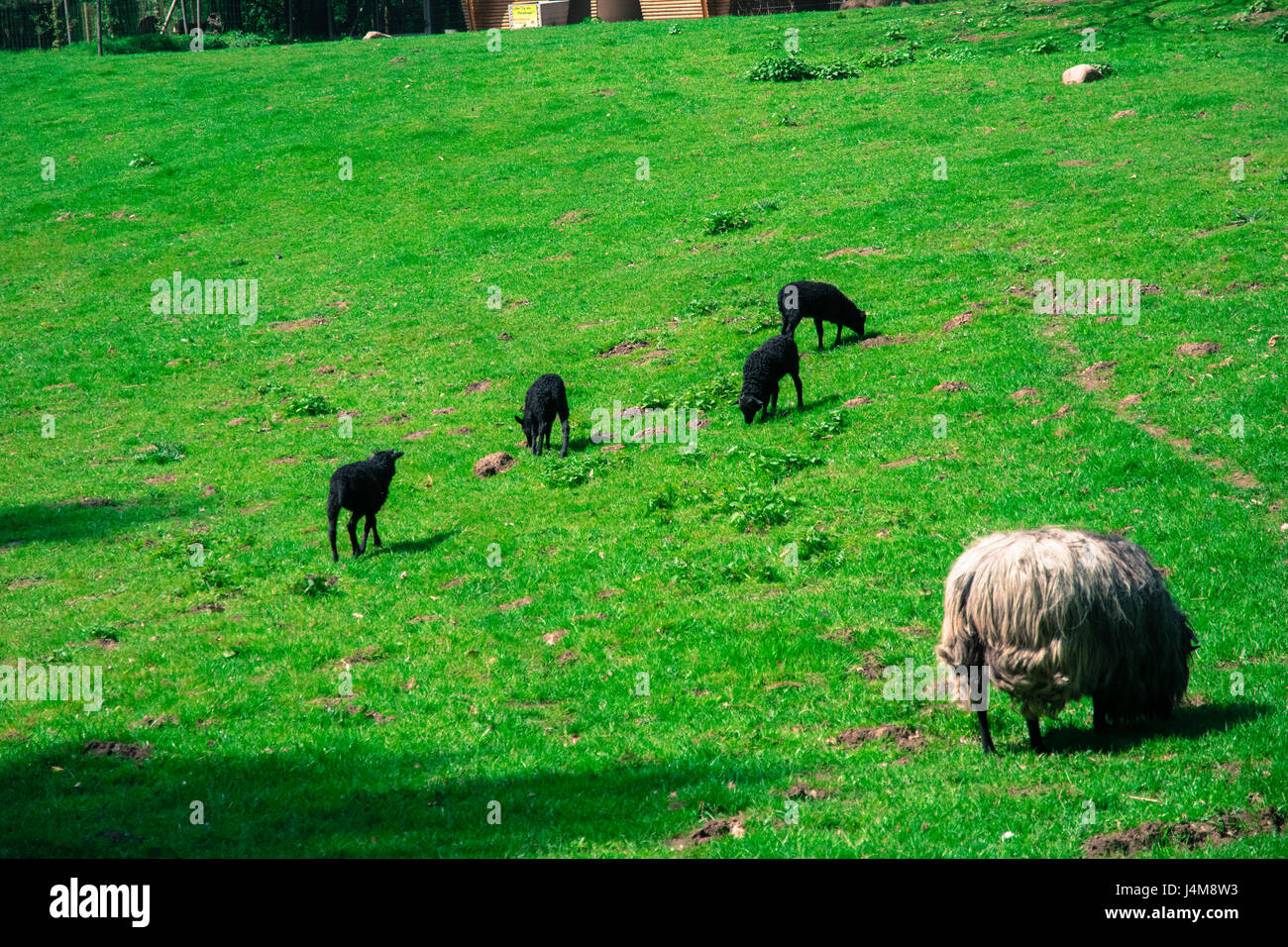 Grandi corna di pecora nera immagini e fotografie stock ad alta ...