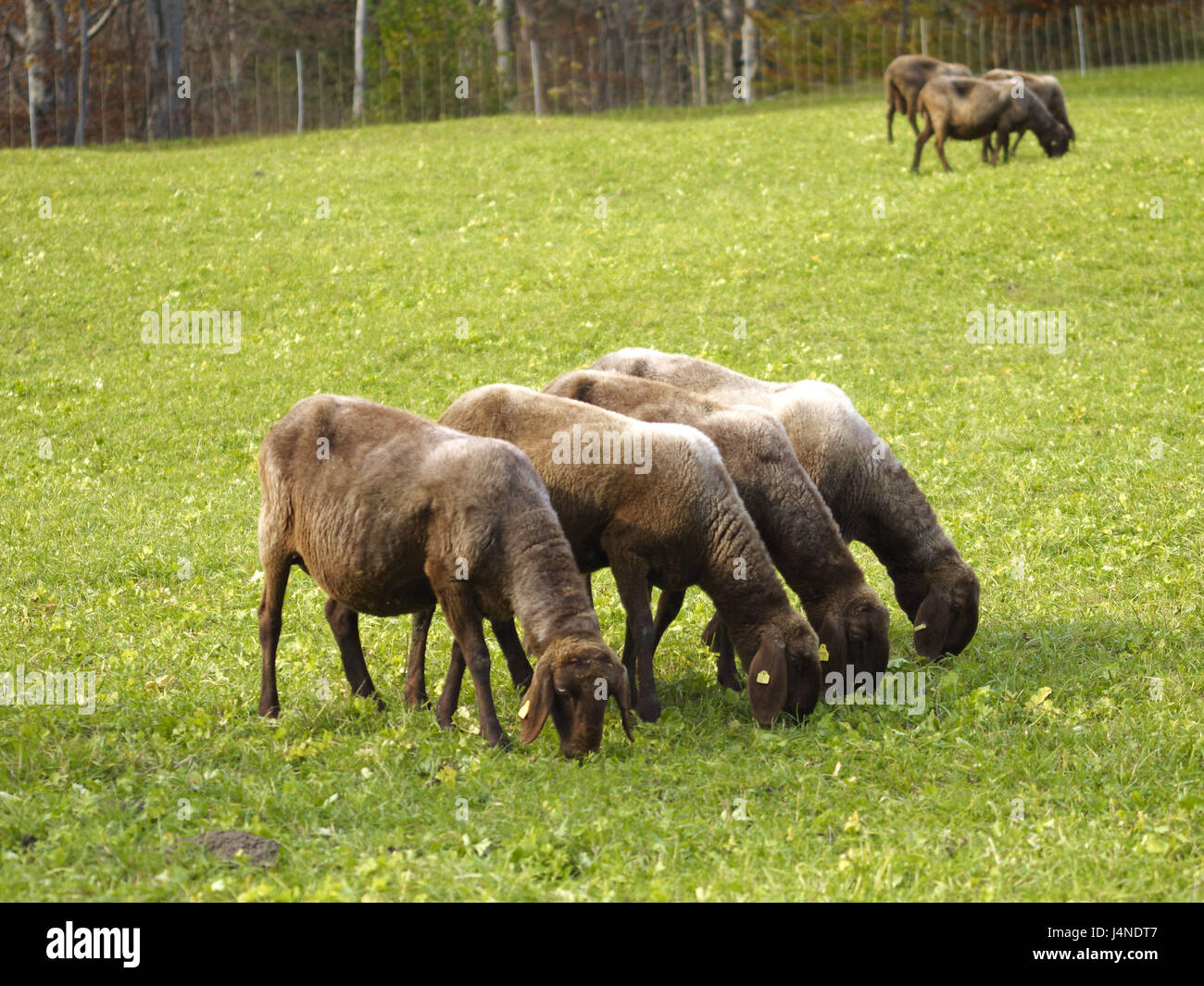 Mettere al pascolo un gregge di pecore immagini e fotografie stock ad ...