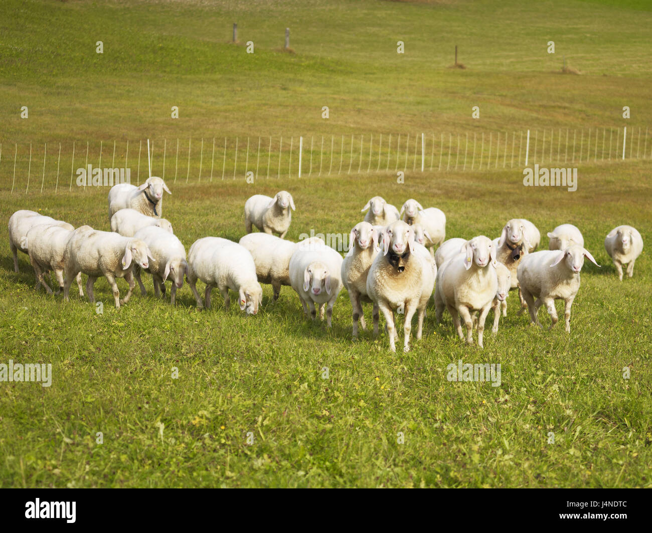 Mettere al pascolo un gregge di pecore immagini e fotografie stock ad ...
