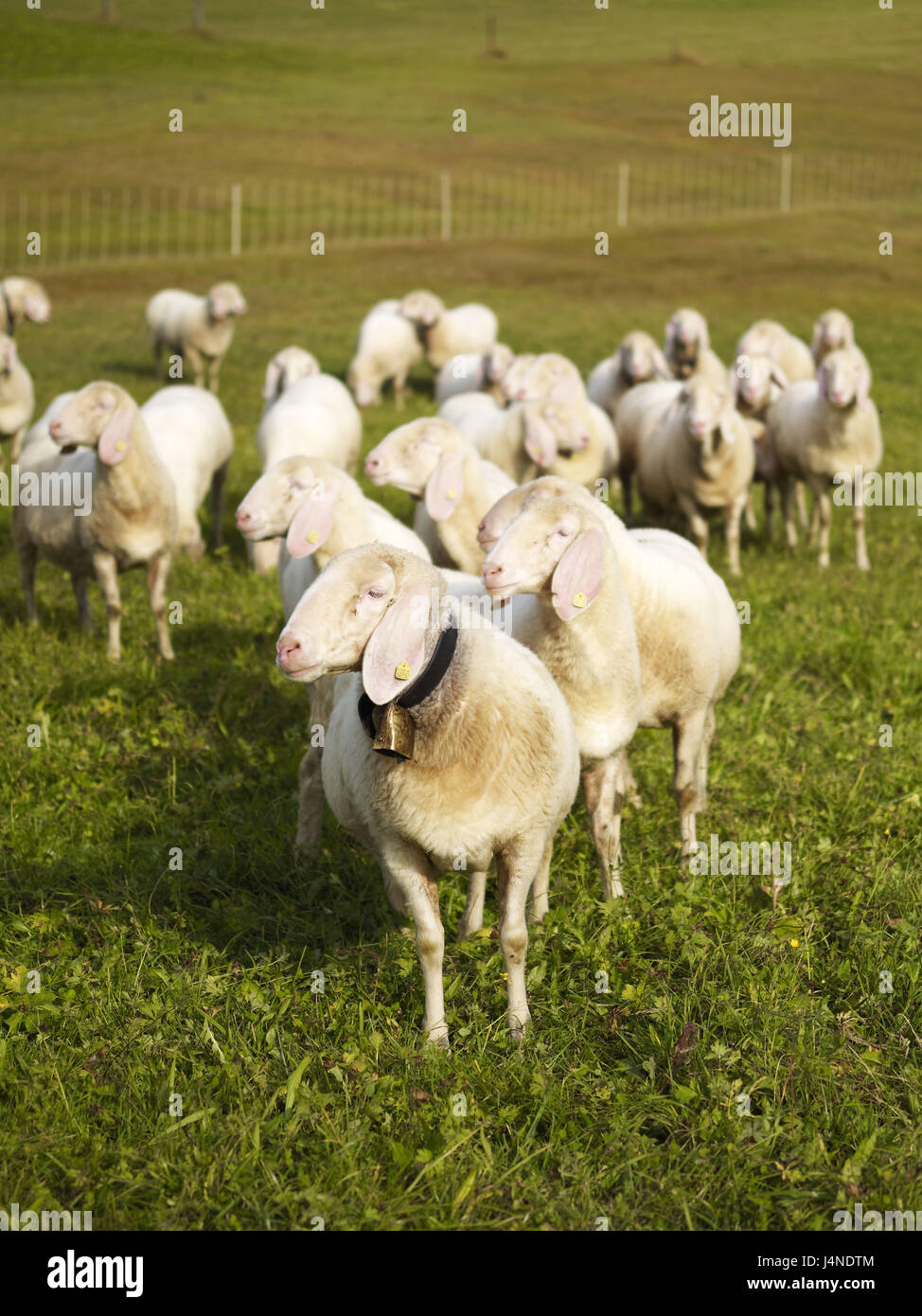 Mettere al pascolo un gregge di pecore immagini e fotografie stock ad ...