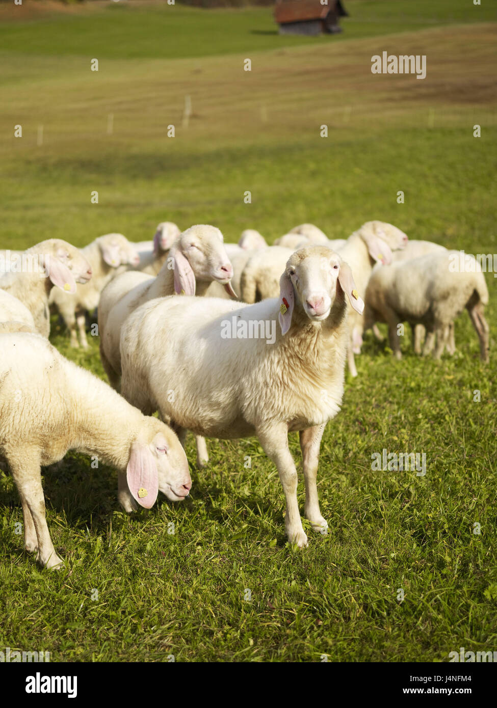 Mettere al pascolo un gregge di pecore immagini e fotografie stock ad ...