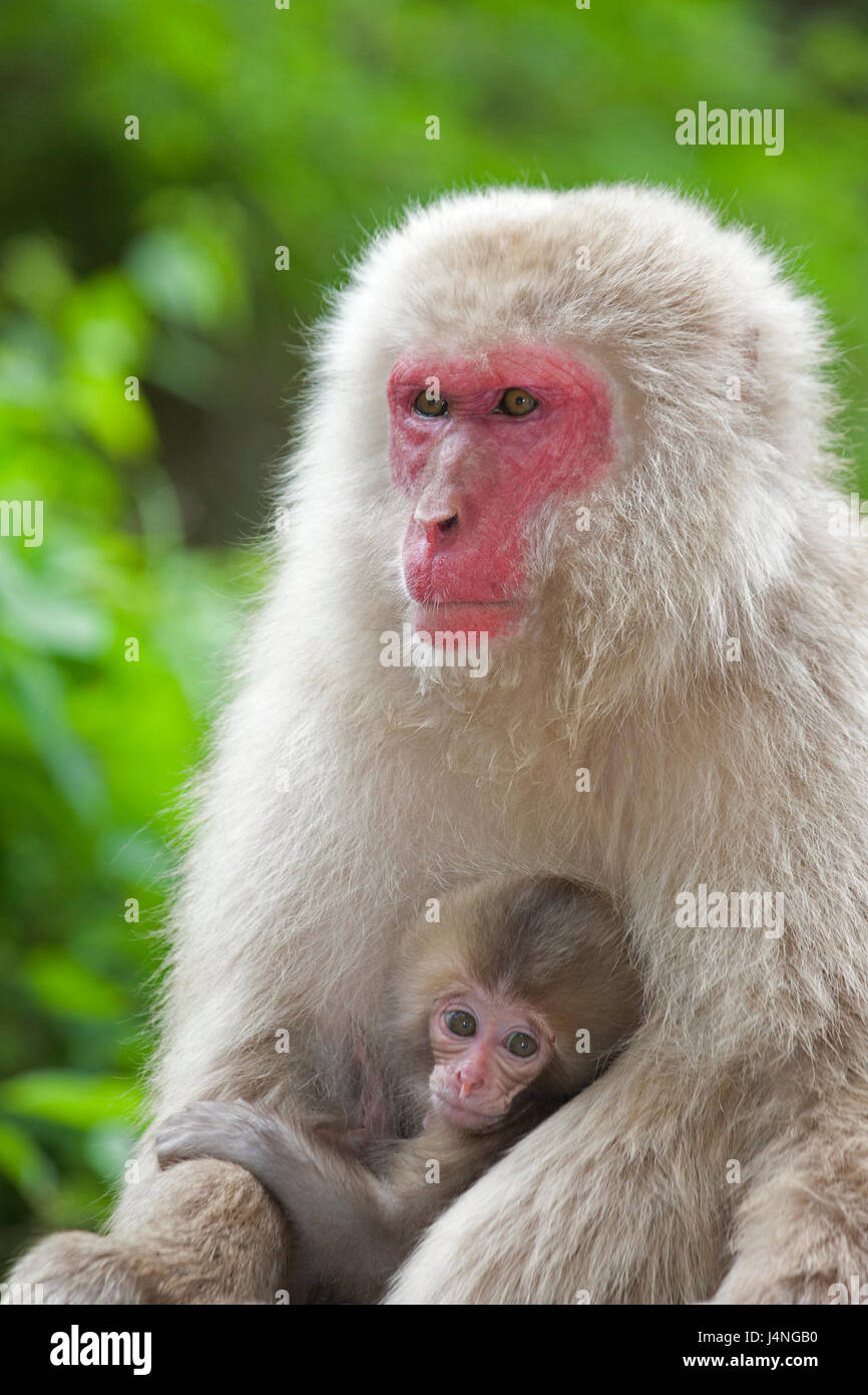 Macaco Bambino Con Madre Immagini e Fotos Stock - Alamy
