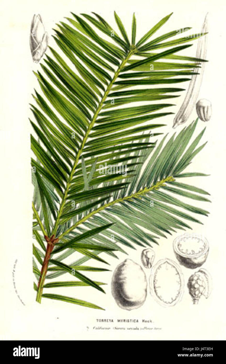Torreya californica immagini e fotografie stock ad alta risoluzione - Alamy