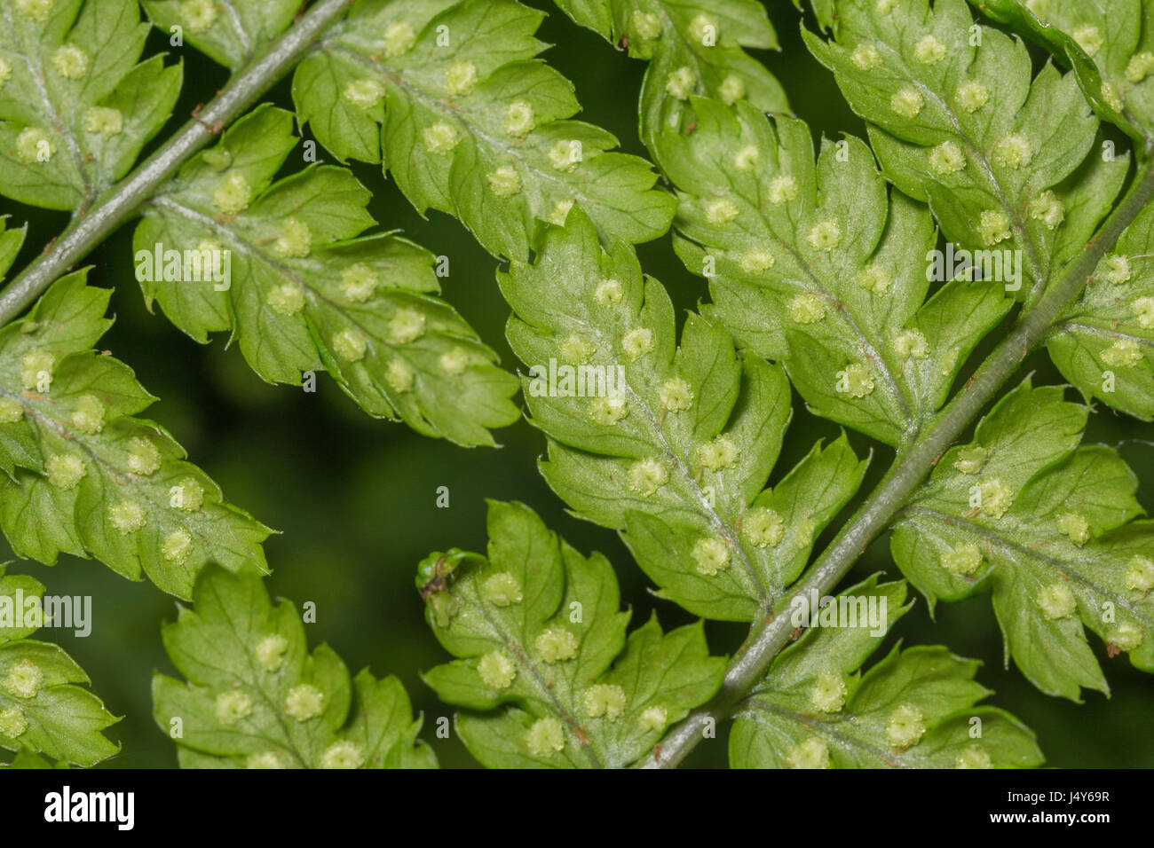 Papcia samcia immagini e fotografie stock ad alta risoluzione - Alamy