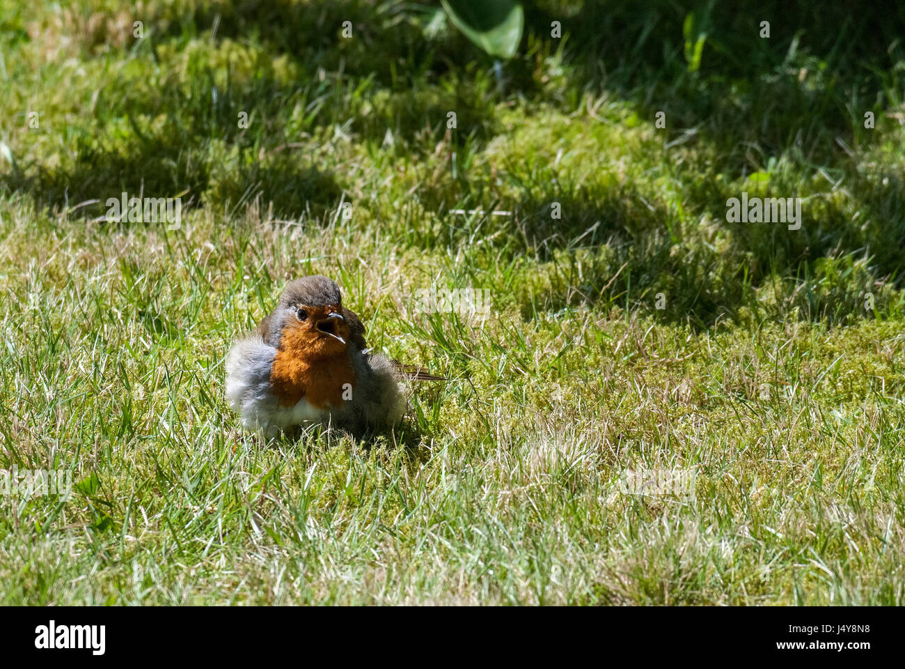 Prendere il sole in giardino immagini e fotografie stock ad alta ...