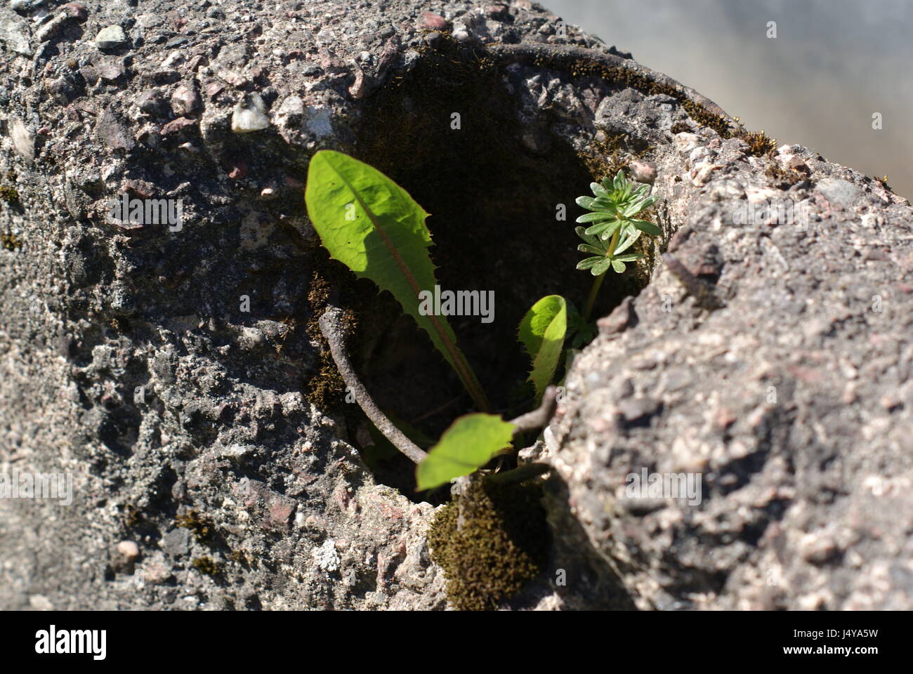 Pianta che cresce in cemento immagini e fotografie stock ad alta ...