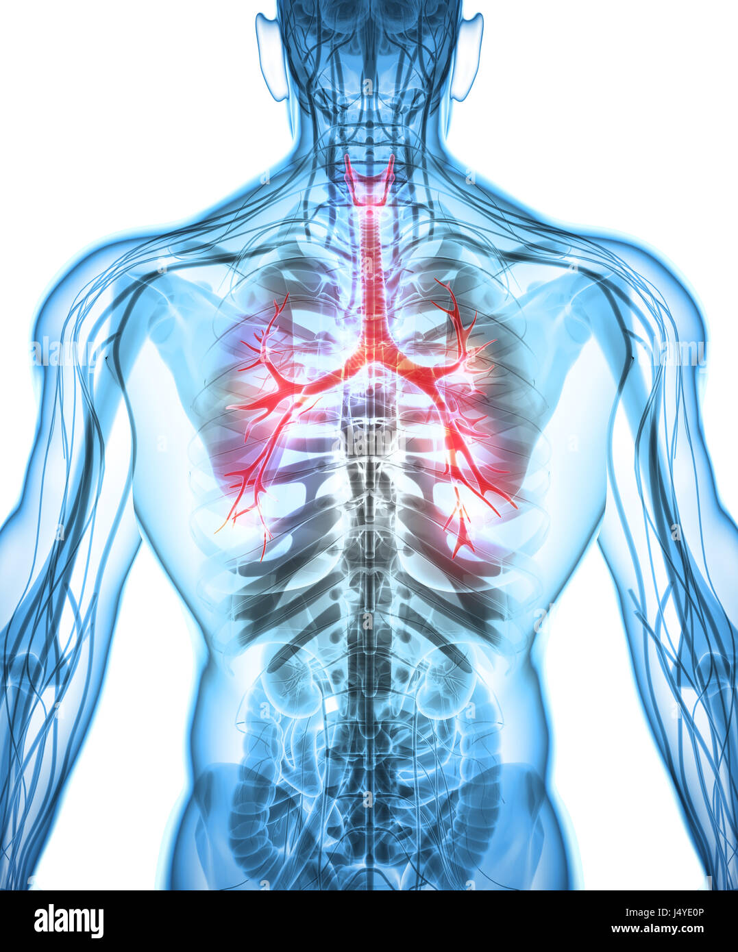 3D illustrazione della laringe Trachea Bronchi parte del sistema ...