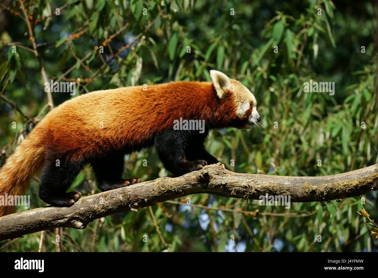 Panda rosso himalayano immagini e fotografie stock ad alta risoluzione ...