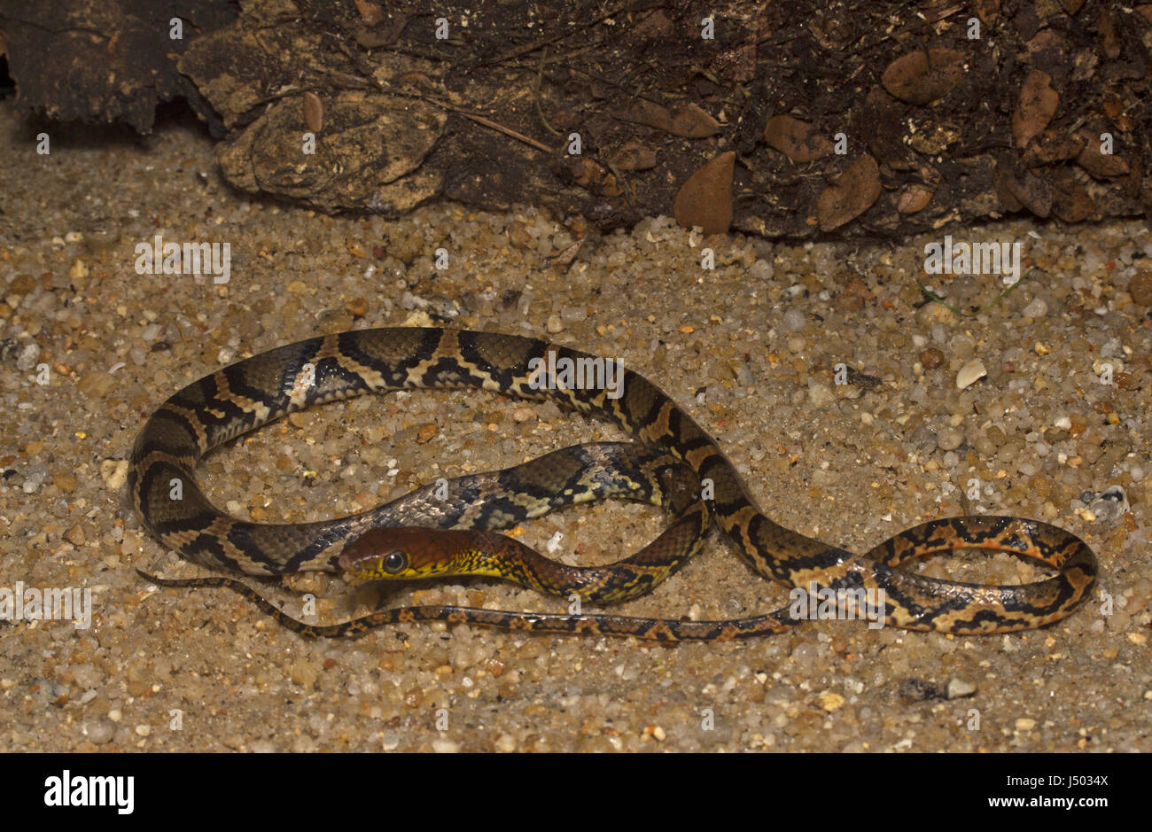Serpente marrone immagini e fotografie stock ad alta risoluzione - Alamy