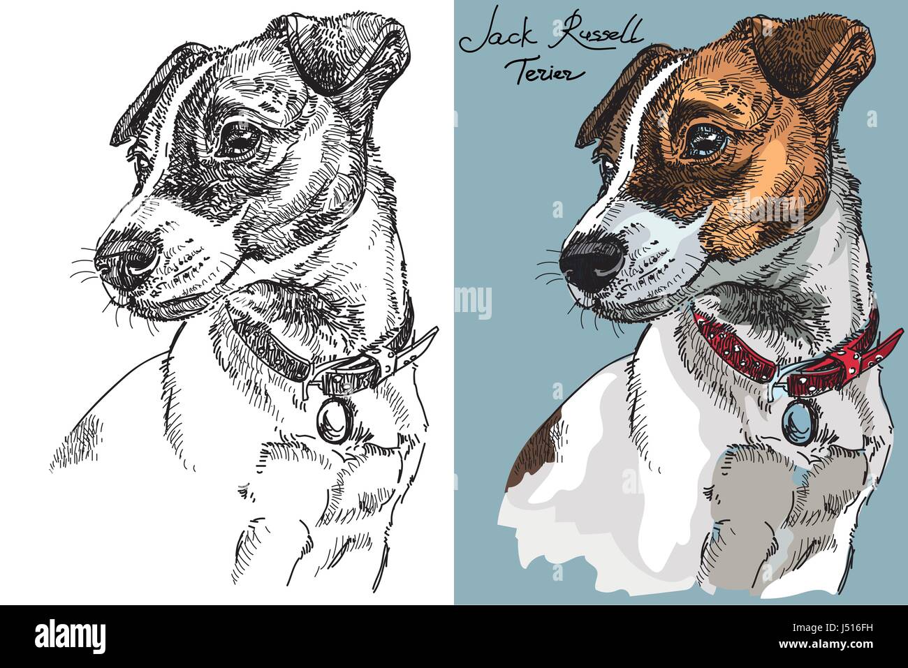 Vector Jack Russel terrier a colori e in bianco e nero del disegno a ...