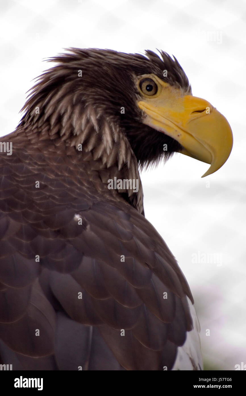 Aquila gigante immagini e fotografie stock ad alta risoluzione - Alamy