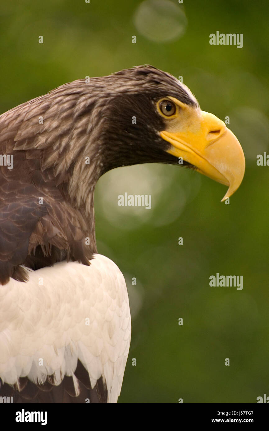 Aquila gigante immagini e fotografie stock ad alta risoluzione - Alamy