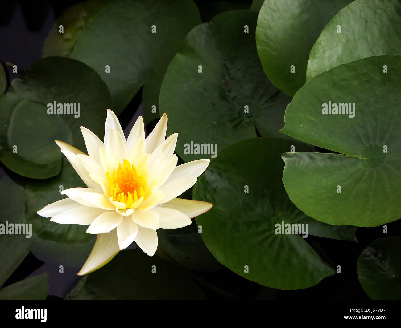 Nymphaea mexicana immagini e fotografie stock ad alta risoluzione - Alamy