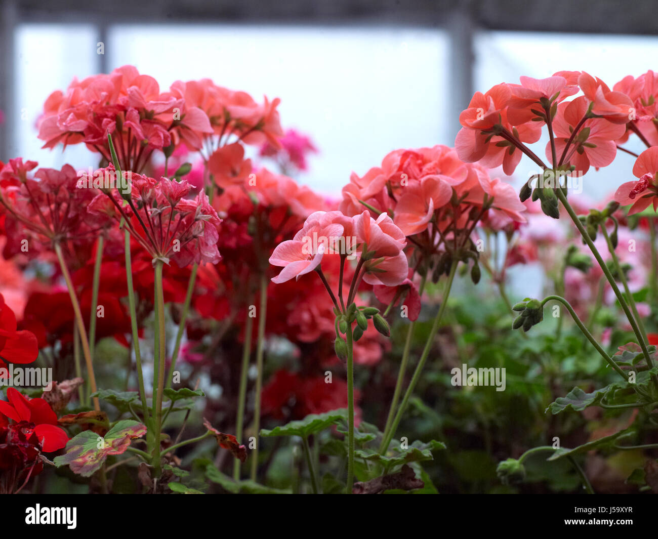 Gerani gerani immagini e fotografie stock ad alta risoluzione - Alamy