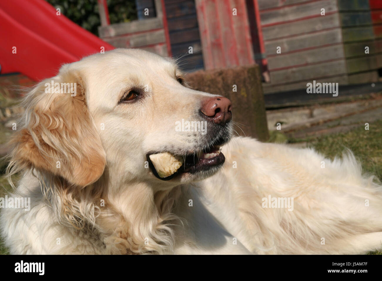 Osso per cani immagini e fotografie stock ad alta risoluzione - Alamy