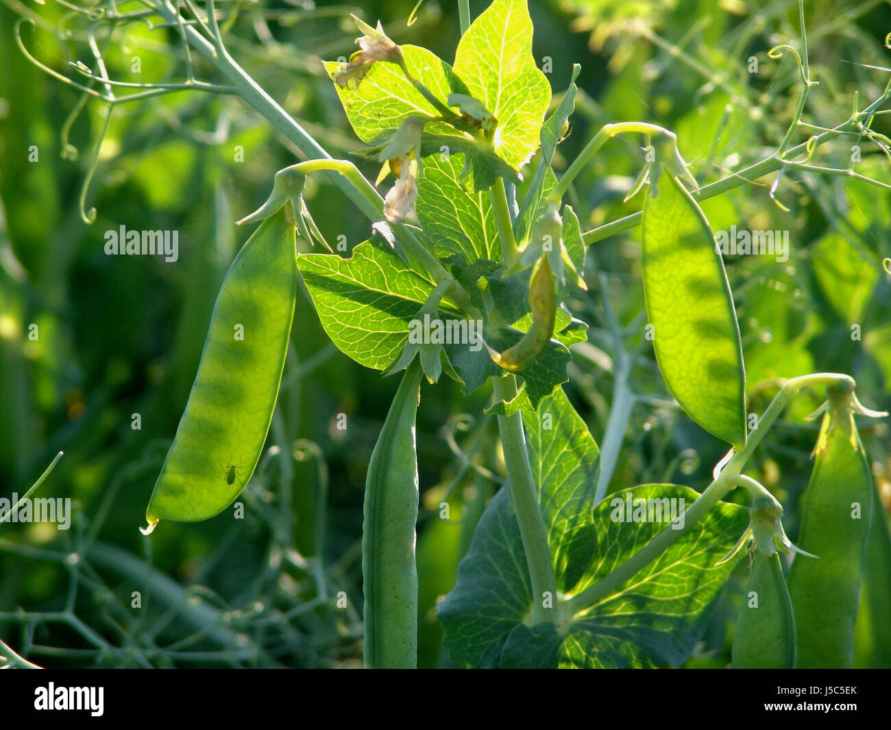 Frutta verde campo crop foglio funi piselli legume di piante leguminose ...