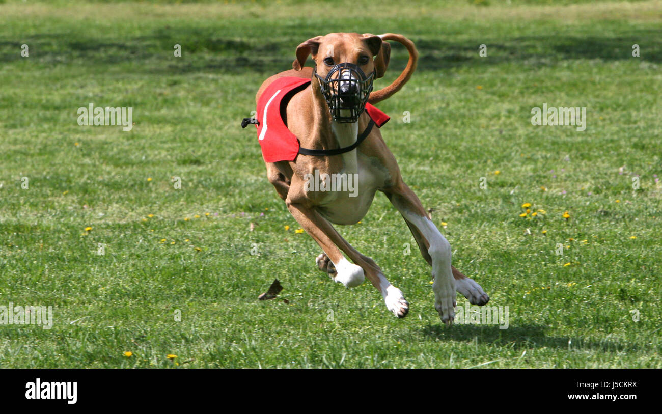 Coursing hound immagini e fotografie stock ad alta risoluzione - Alamy