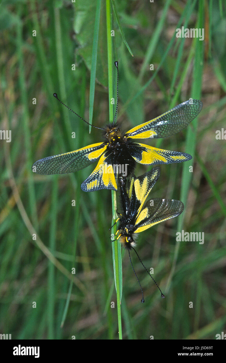 Ascalaphus libelloides immagini e fotografie stock ad alta risoluzione ...