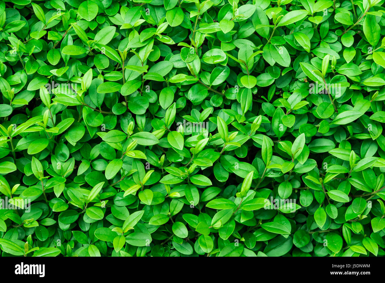 Fogliame verde, sfondo texture foglia, Bush, luminosi colori vibranti ...