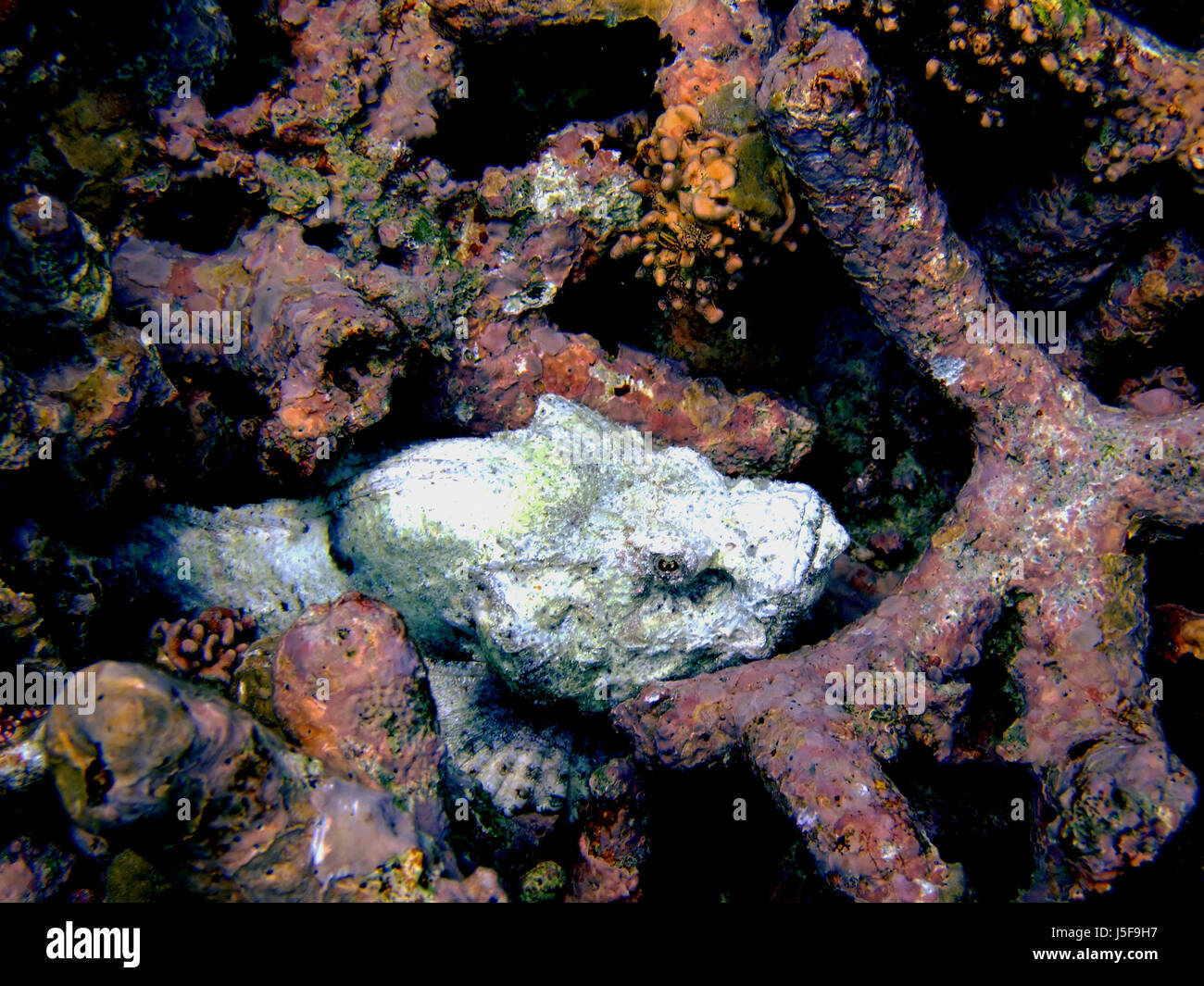 Pesce pietra velenoso immagini e fotografie stock ad alta risoluzione ...