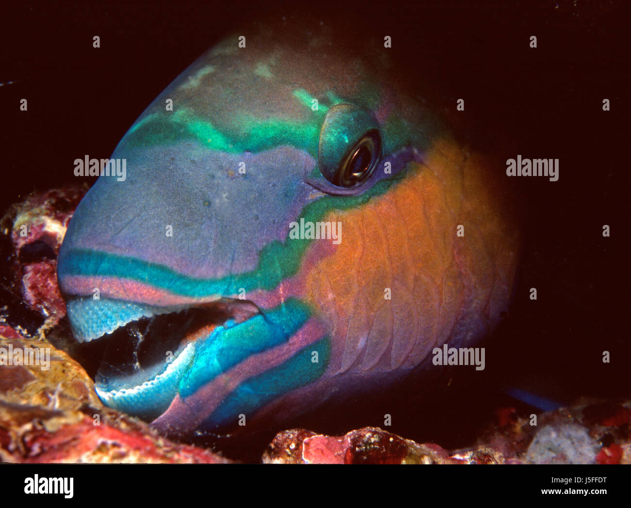 Pappagallo che dorme immagini e fotografie stock ad alta risoluzione ...