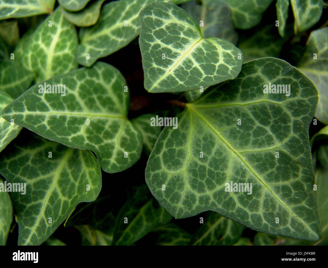 Disegno di edera immagini e fotografie stock ad alta risoluzione - Alamy