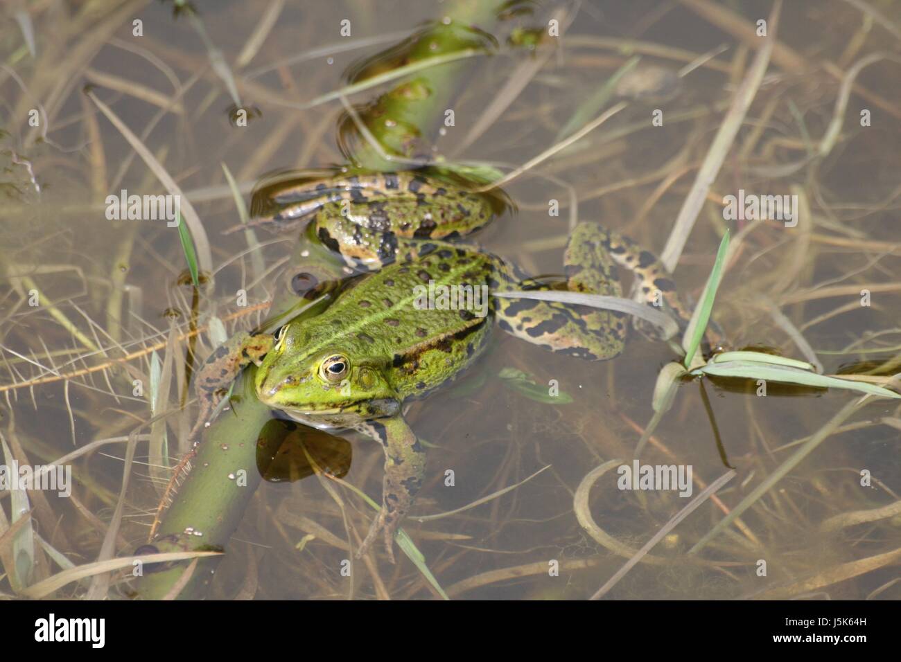 Acque di anfibio animale verde animali fauna flora alghe tra gli anfibi ...