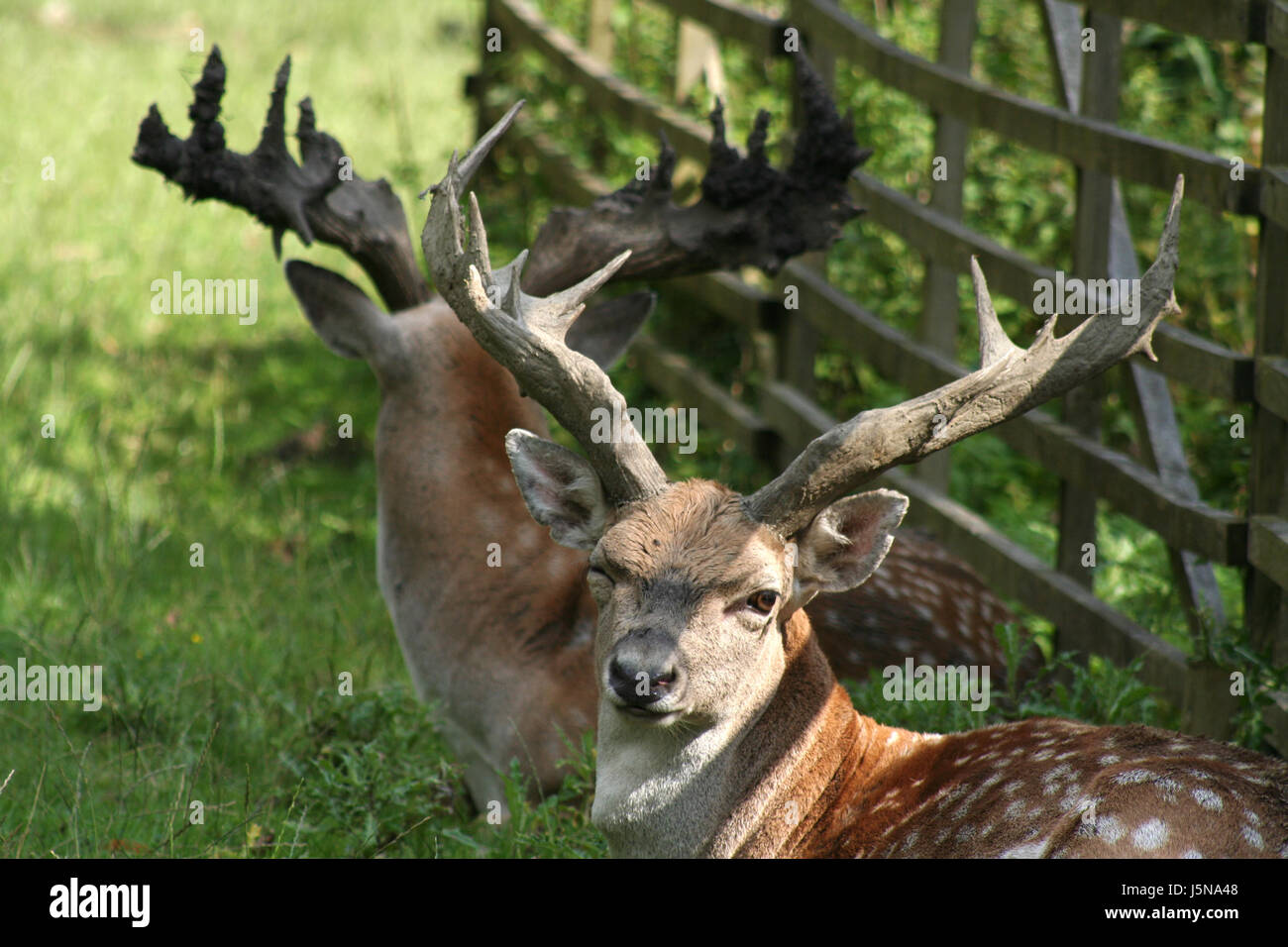 Mesopotamischer damhirsch immagini e fotografie stock ad alta ...