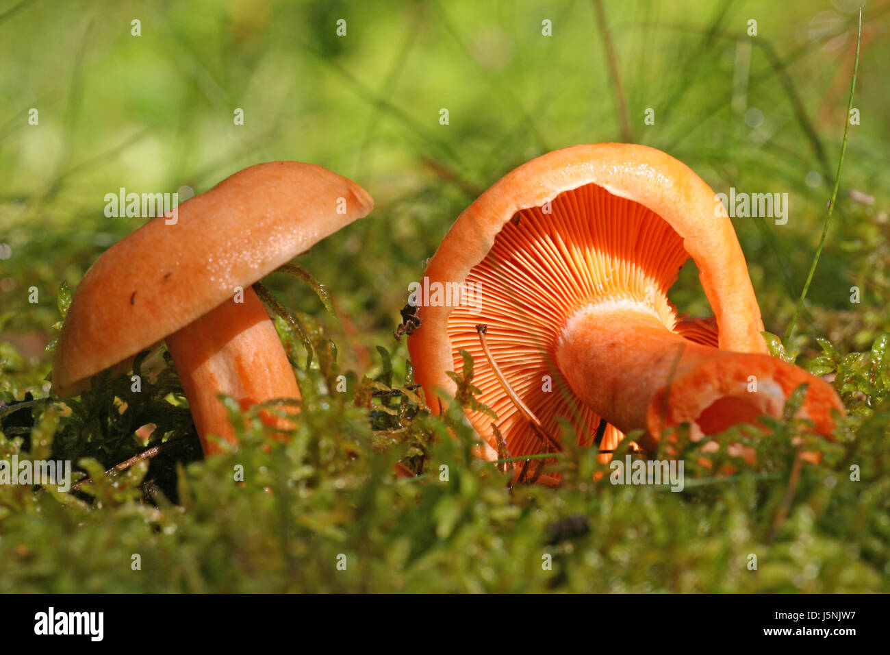 Funghi di Muschio fungo fungo rosso reizker fichtenreizker echter su ...