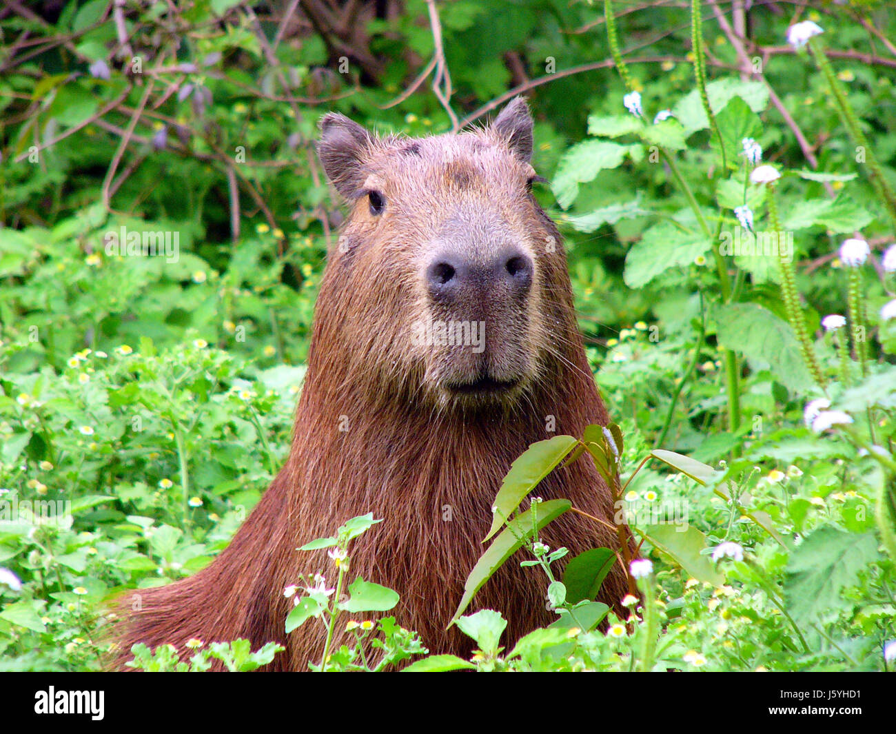 Cute capibara immagini e fotografie stock ad alta risoluzione - Alamy