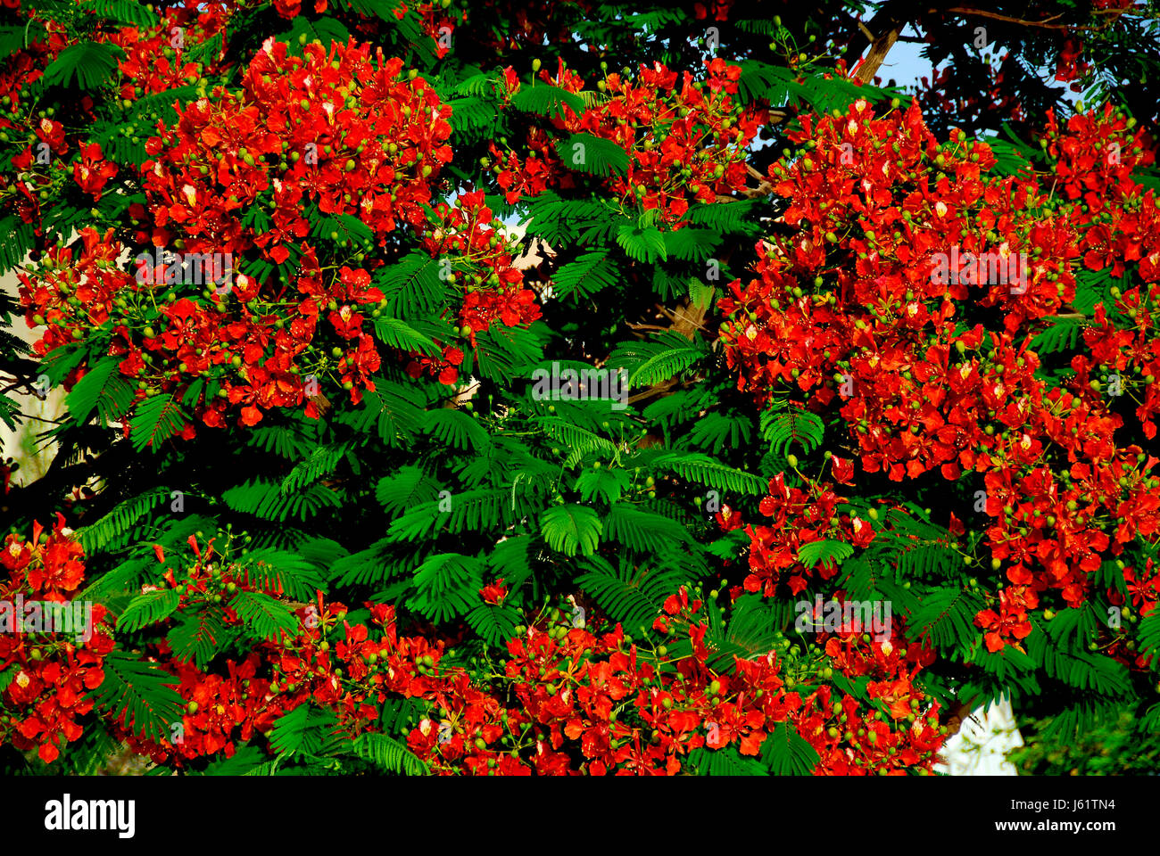 Fiori dell'albero di carrubo immagini e fotografie stock ad alta ...