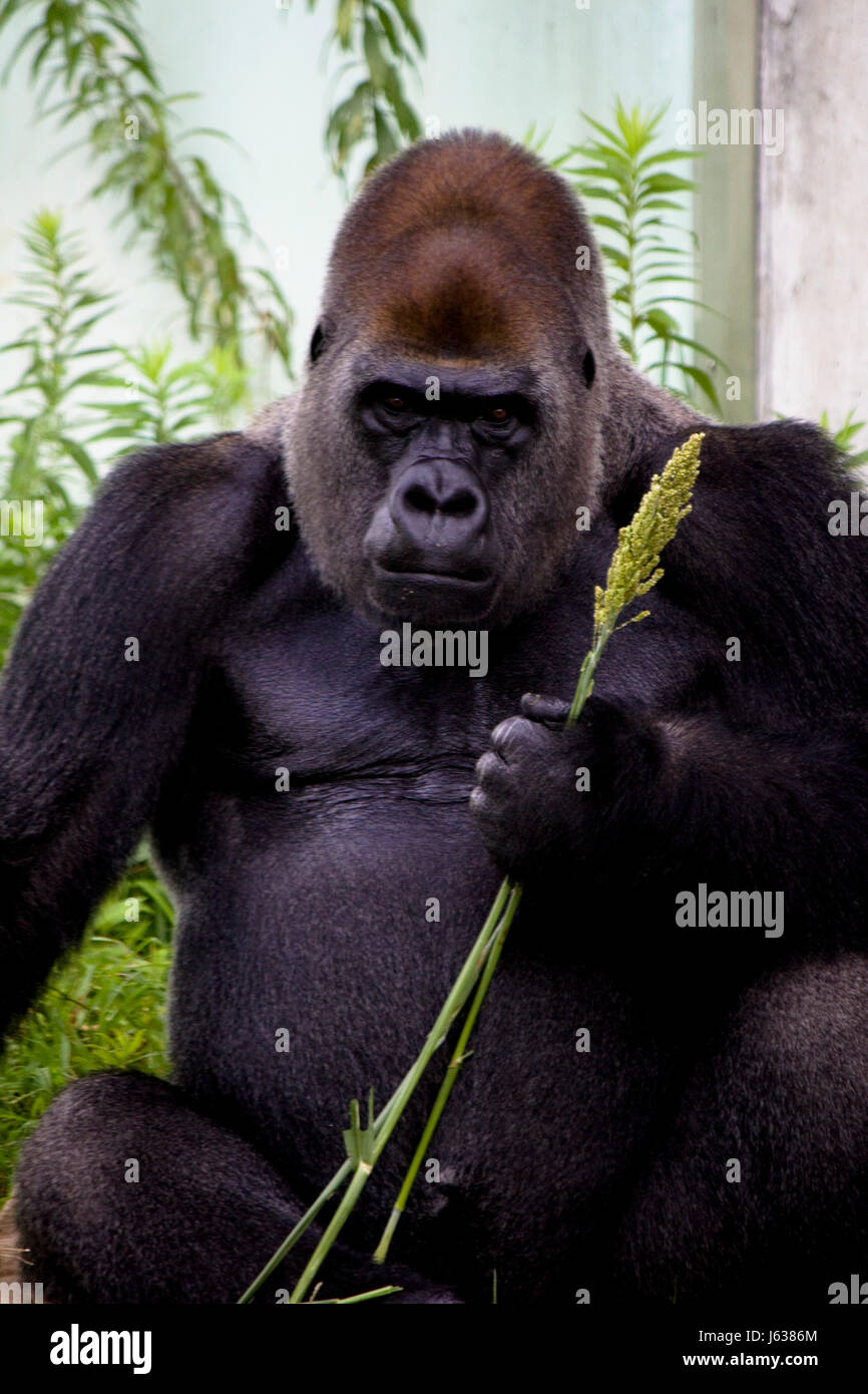 Mammifero scimmia antropoide gorilla mammifero monkey mammiferi Scimmie ...