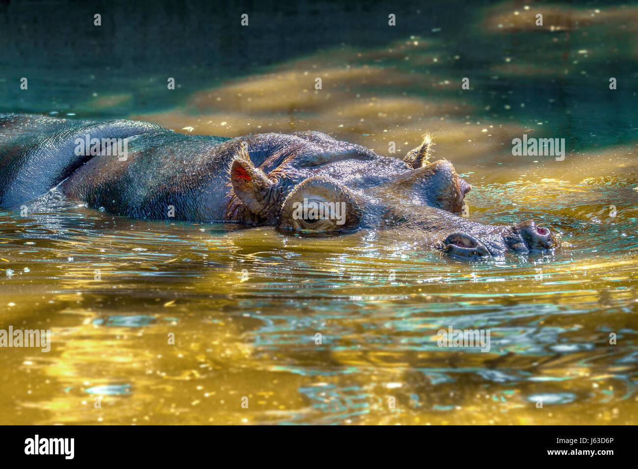Mammifero Fiume Acquatico Immagini e Fotos Stock - Alamy