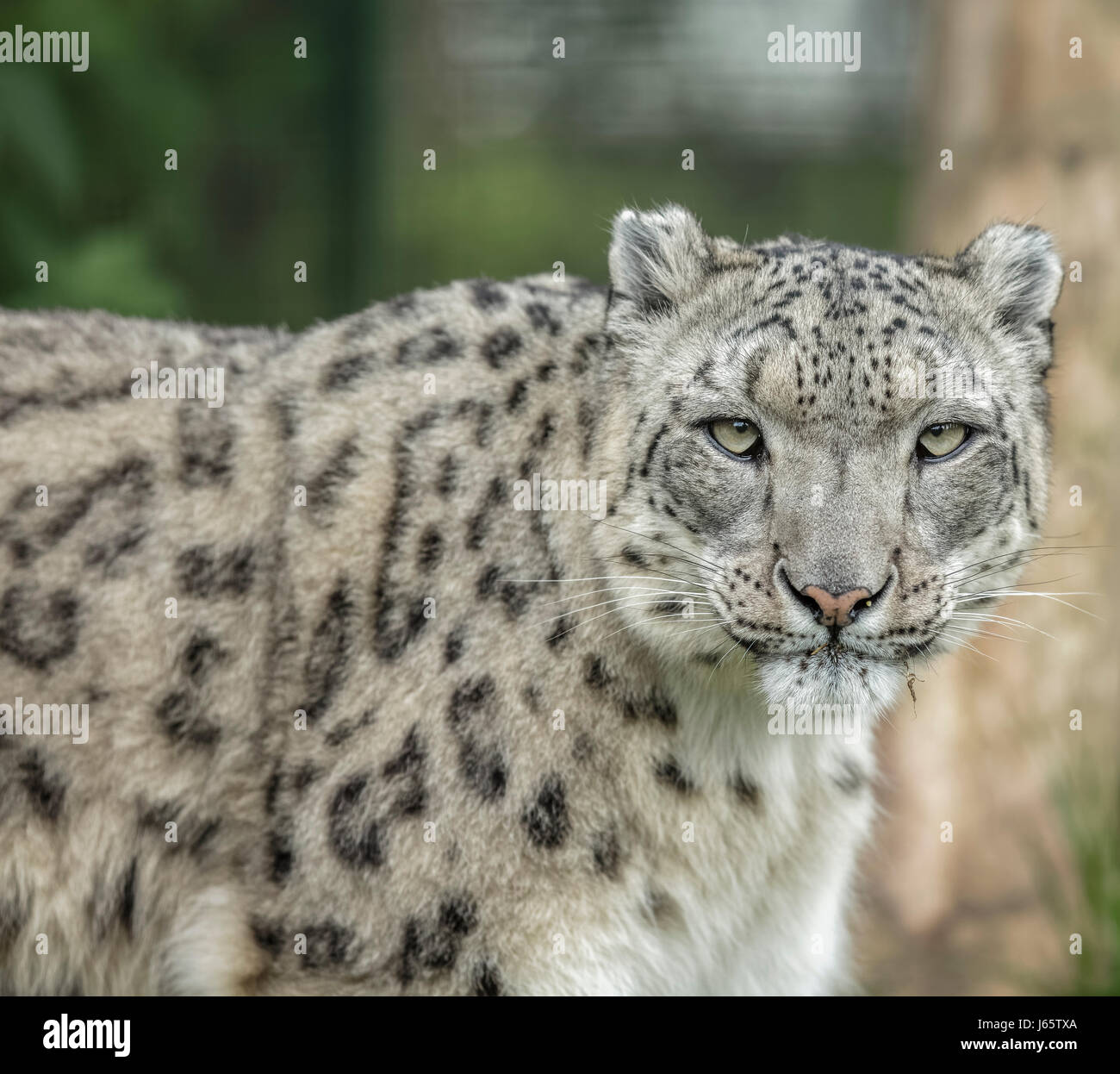 Snow leopard portrait immagini e fotografie stock ad alta risoluzione ...