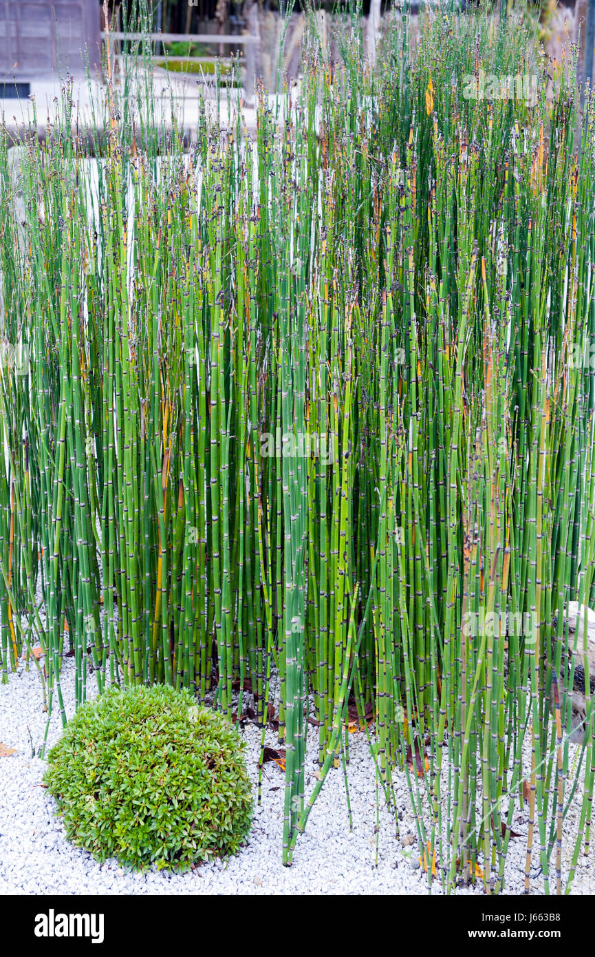 Equisetum hyemale noto come equiseto reed, ruvida equiseto, purga rush ...