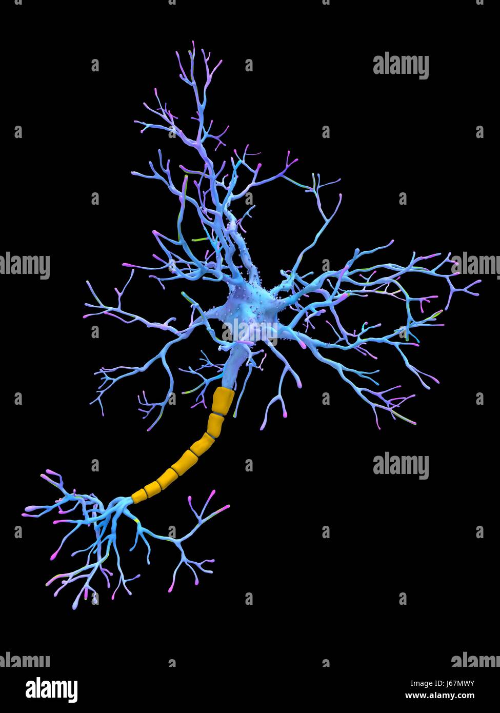 Computer grafica di un neurone. I neuroni sono responsabili per il ...