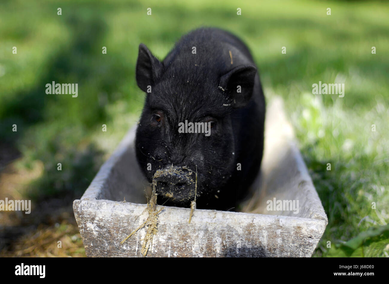 Maiale in legno immagini e fotografie stock ad alta risoluzione - Alamy