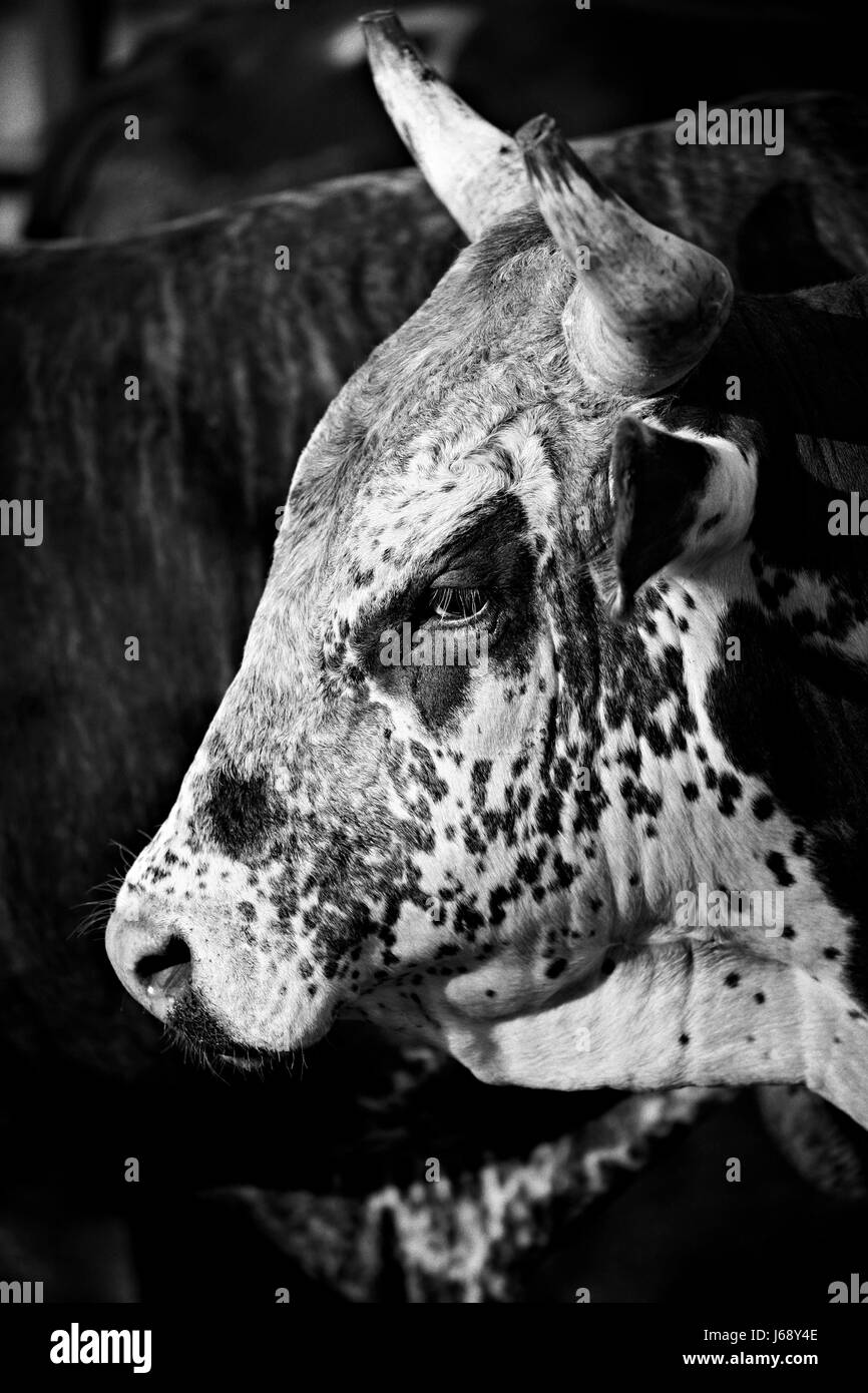 Bovini bianchi con le corna Foto e Immagini Stock in Bianco e Nero - Alamy