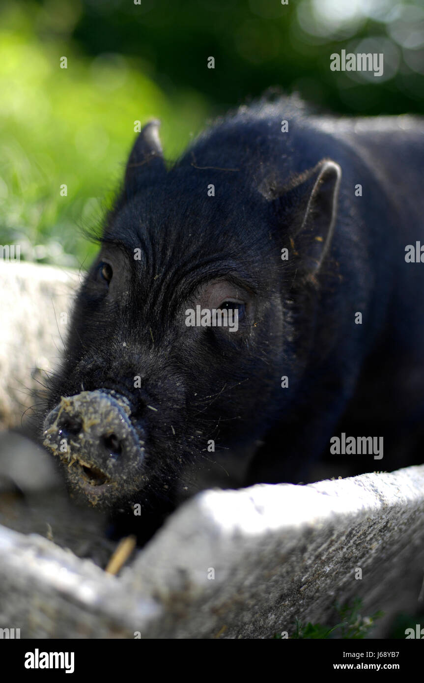 Maiale in legno immagini e fotografie stock ad alta risoluzione - Alamy
