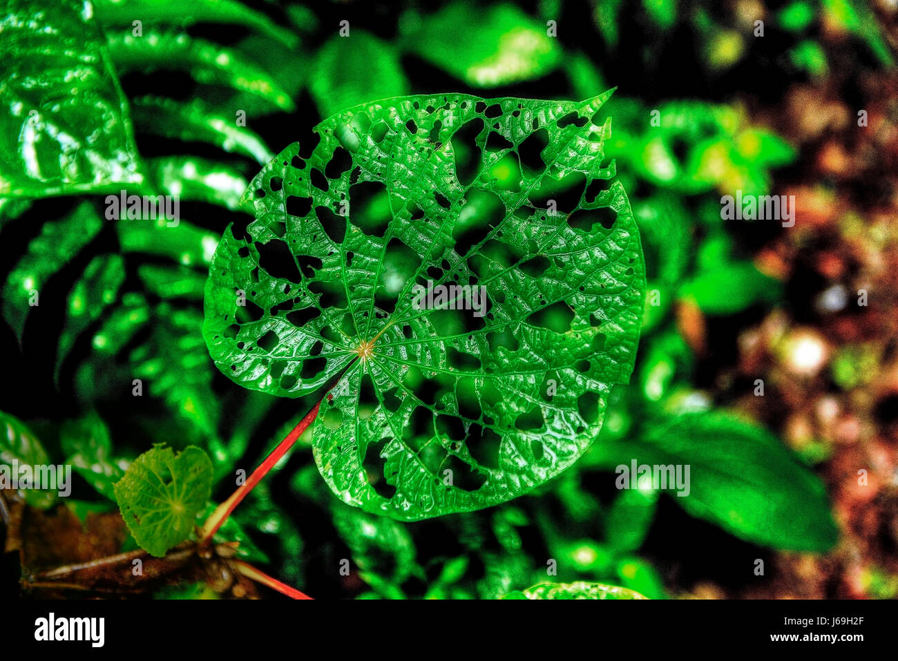 Morsi di insetto formica immagini e fotografie stock ad alta ...