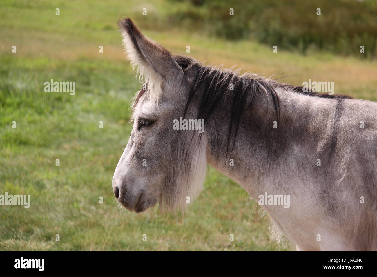 Cavallo pet animale mammifero asino mulo animale da azienda ungulato ...