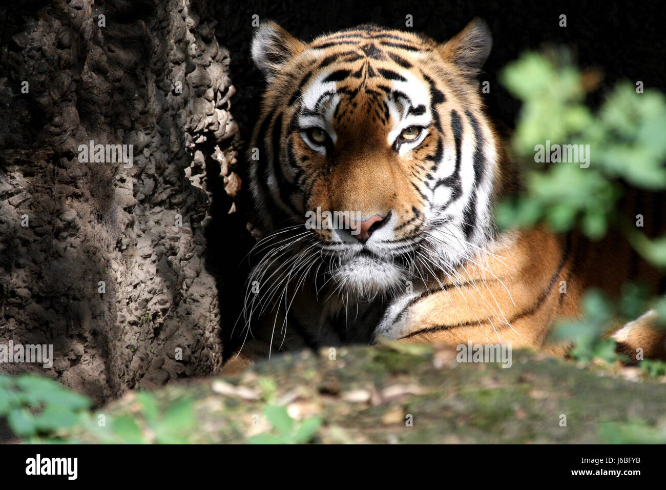 Mammifero gatto grande predatore felino cat tiger bush siberia predator ...
