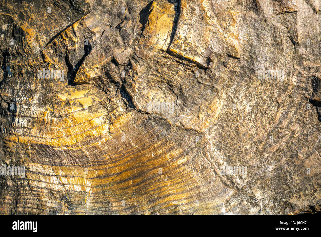 Fossil tree rings immagini e fotografie stock ad alta risoluzione - Alamy